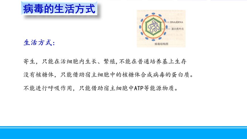 病毒的生活方式