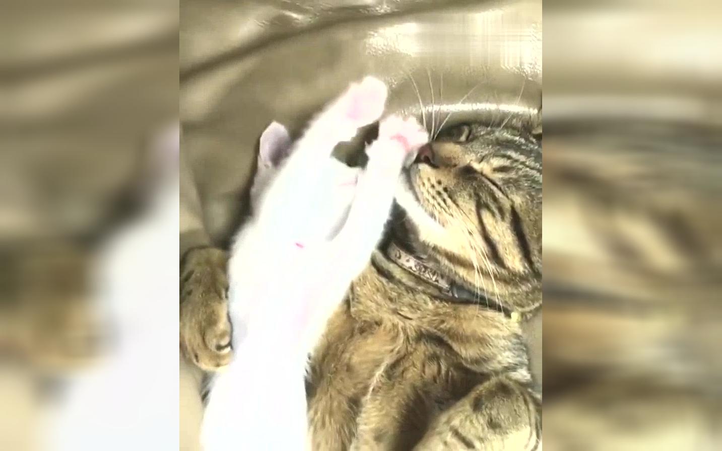 小猫咪睡醒在妈妈身边撒娇,超萌可爱治愈系!