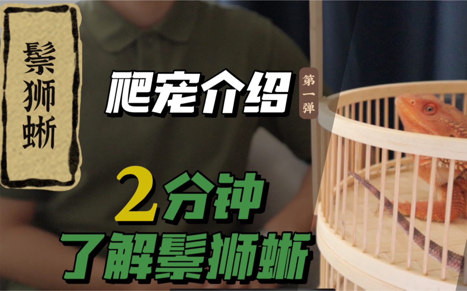 【世界级爬宠】2分钟带你了解鬃狮蜥,新手入坑指南!常见的三大色系?