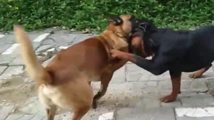 打斗型马犬vs罗威纳,马犬耐力让人佩服