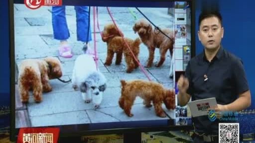 养犬管理有条例了!太原市养狗逾期未登记,个人罚款5000元狗没收