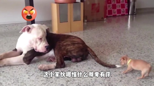 迷你小狗勇斗大狗,惨遭 嫌弃式 反杀!结局反转太离谱!