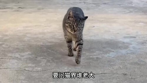 这只狸花猫太会撒娇我姓狸中华狸东方神兽万人迷它惹不起的猫咪日常...