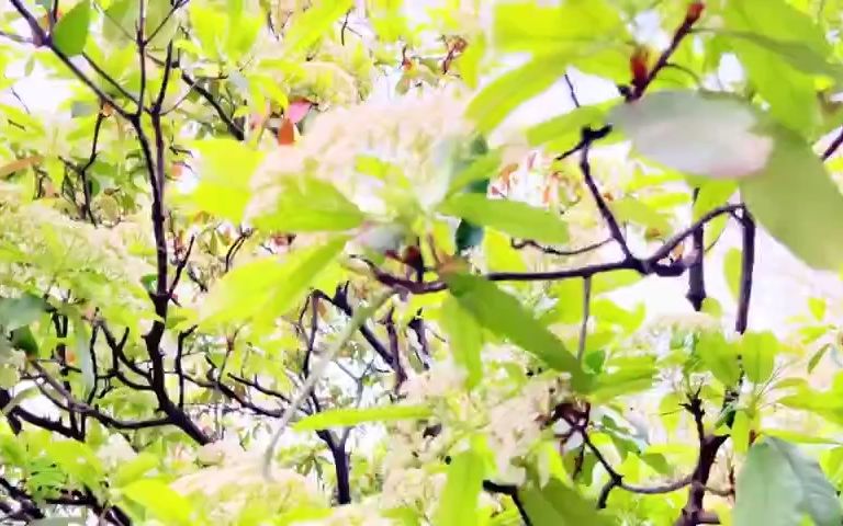 武汉的石楠花开了,#武汉友好医院#