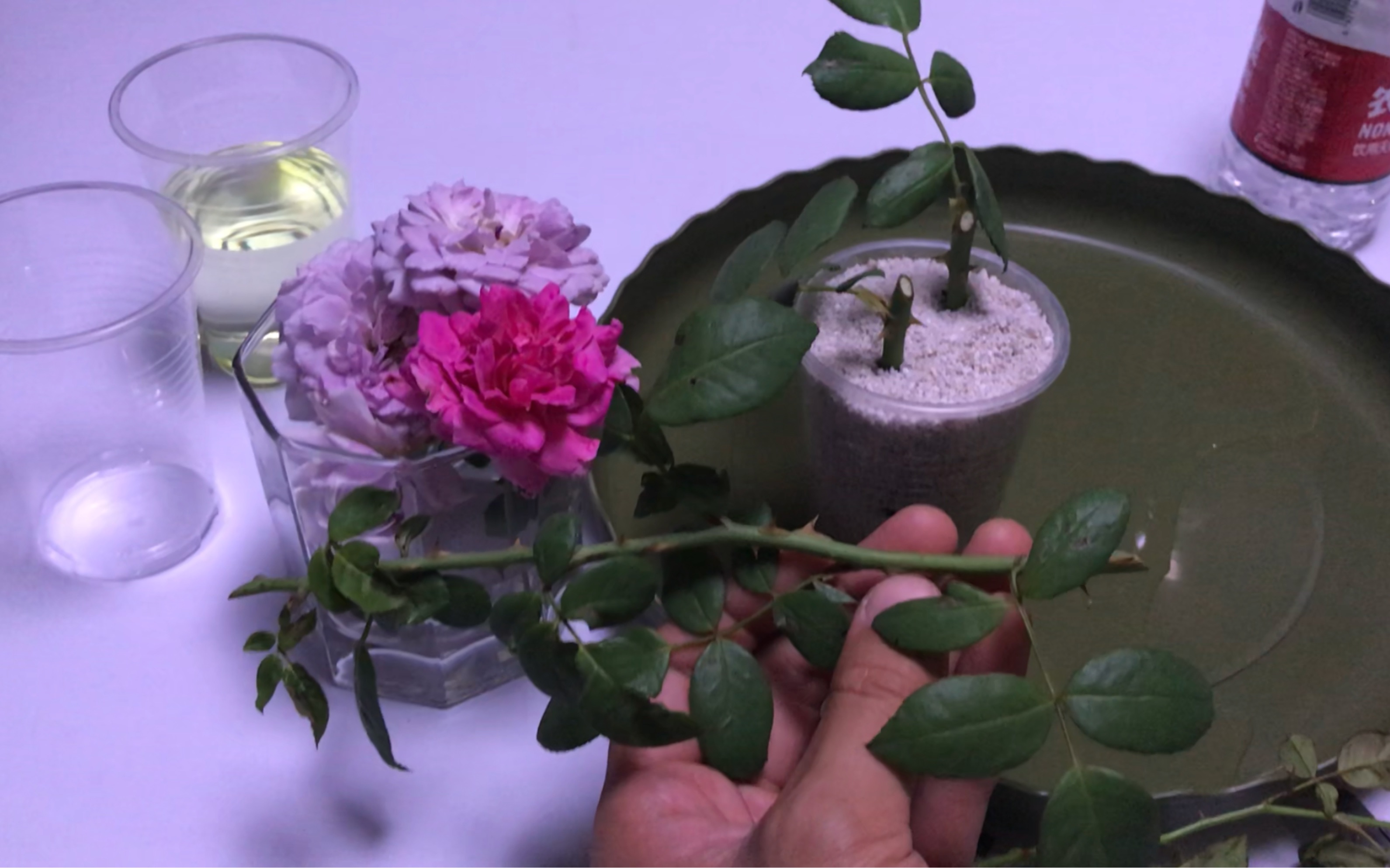 用撞墙2.0方法扦插月季花,简单方便成活率高