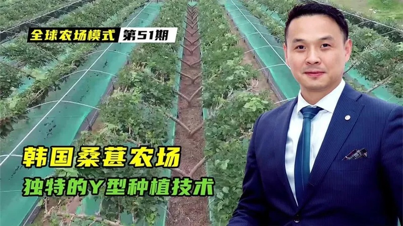 韩国桑葚农场,独特Y型种植技术,产值比传统种植方式翻好几倍!