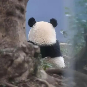 羊驼驼的福利 