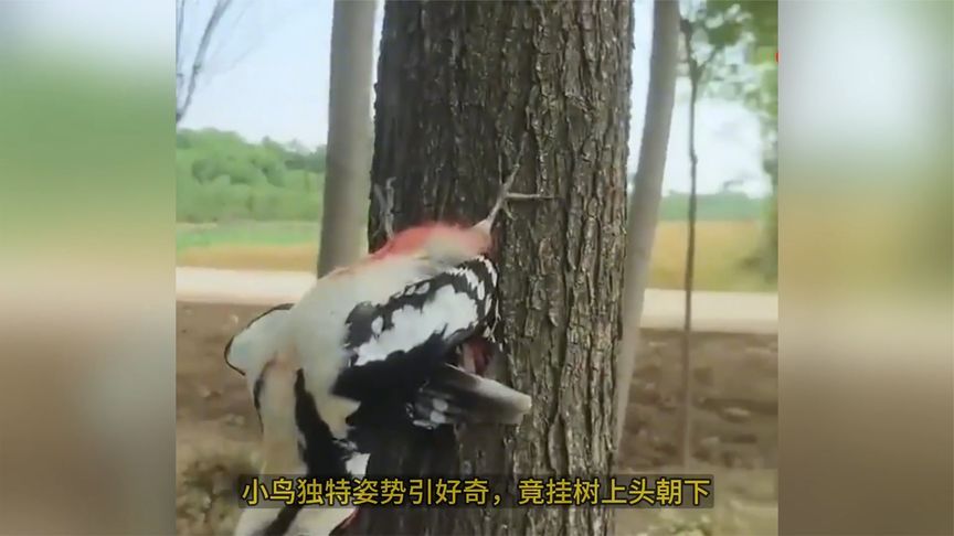 小鸟挂树上睡觉?,双脚抓住树木 头朝下