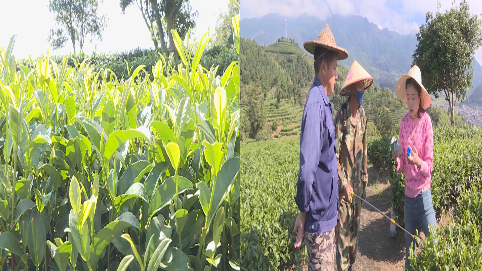 实现无污染治虫!生物防治守护生态茶园,保障茶叶生产安全