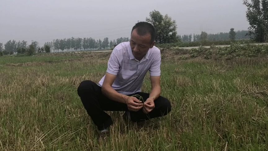 水稻旱直播封闭除草技术及注意事项。中海聊农业-种植篇