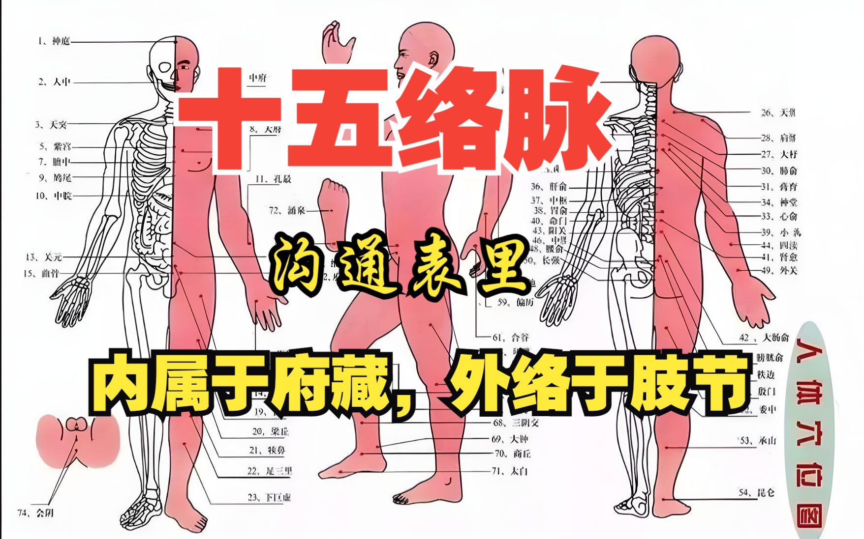 十五络穴,加强表里沟通与联系,补充十二经脉循行的不足