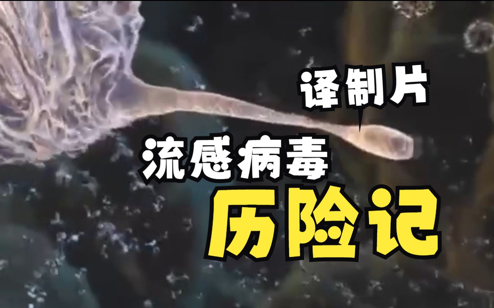 [科普译制] 流感病毒如何在体内复制?