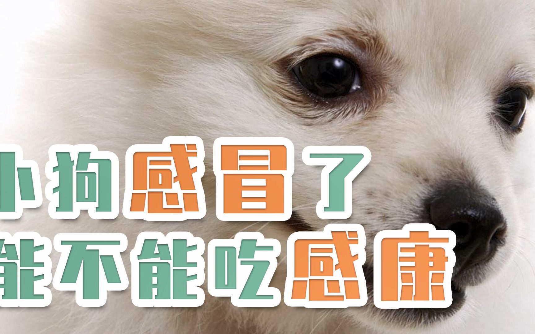 小狗感冒了能不能吃感康?