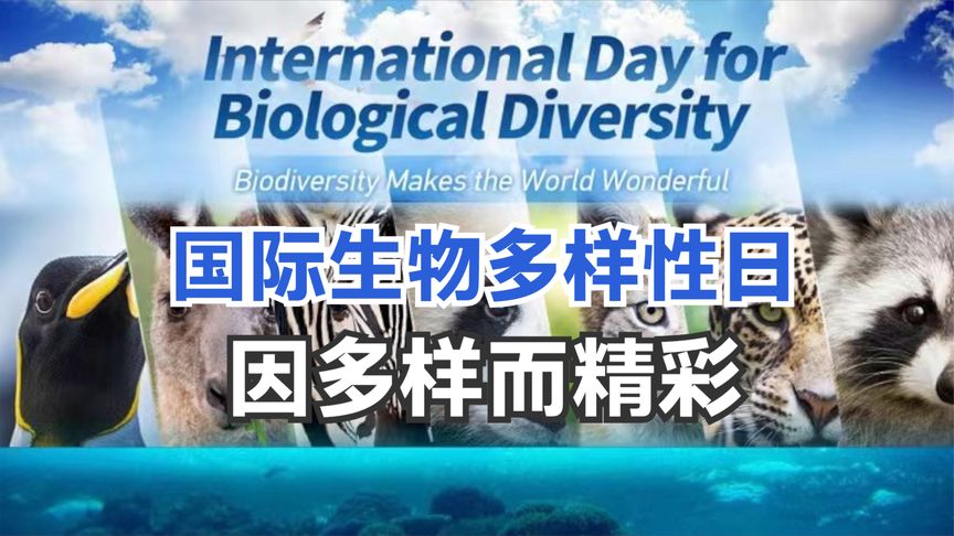 国际生物多样性日:因多样而精彩