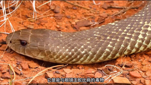 它是世界十大毒蛇之一,它的杀伤力可以与眼镜王蛇比肩他