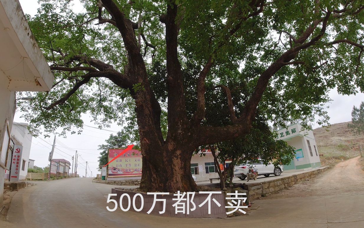 村里种了一棵很普通的树,到底有什么好处?有人出30万元都不卖