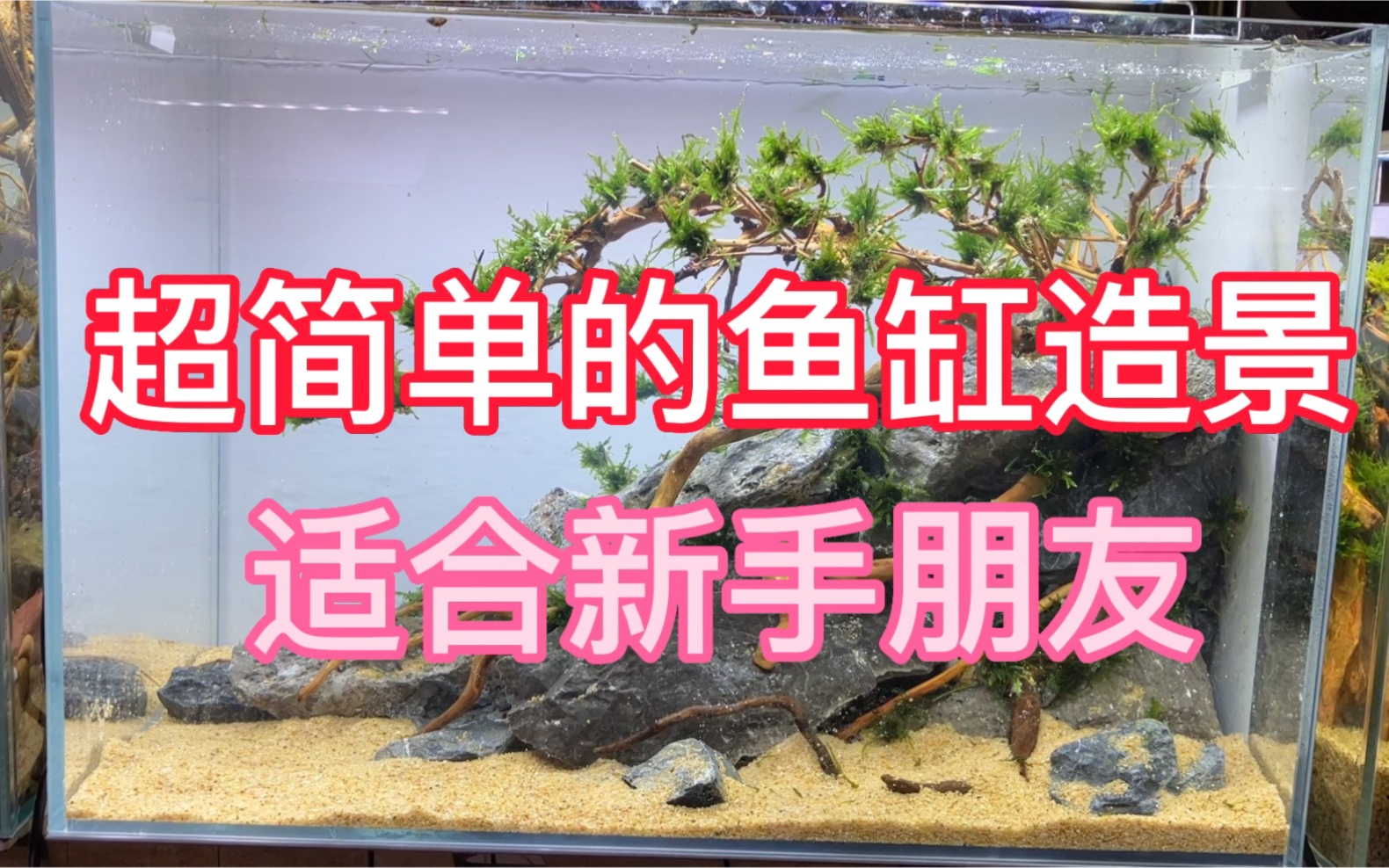 分享一款超简单的鱼缸造景 非常适合新手朋友开缸