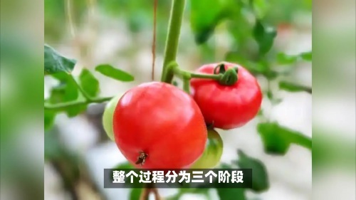 番茄开花后多久结果?关键期养护指南