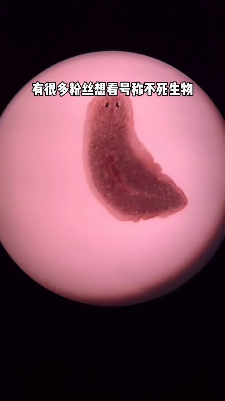 地球上最无敌的生物 显微镜科普 别点进去里面太神奇了
