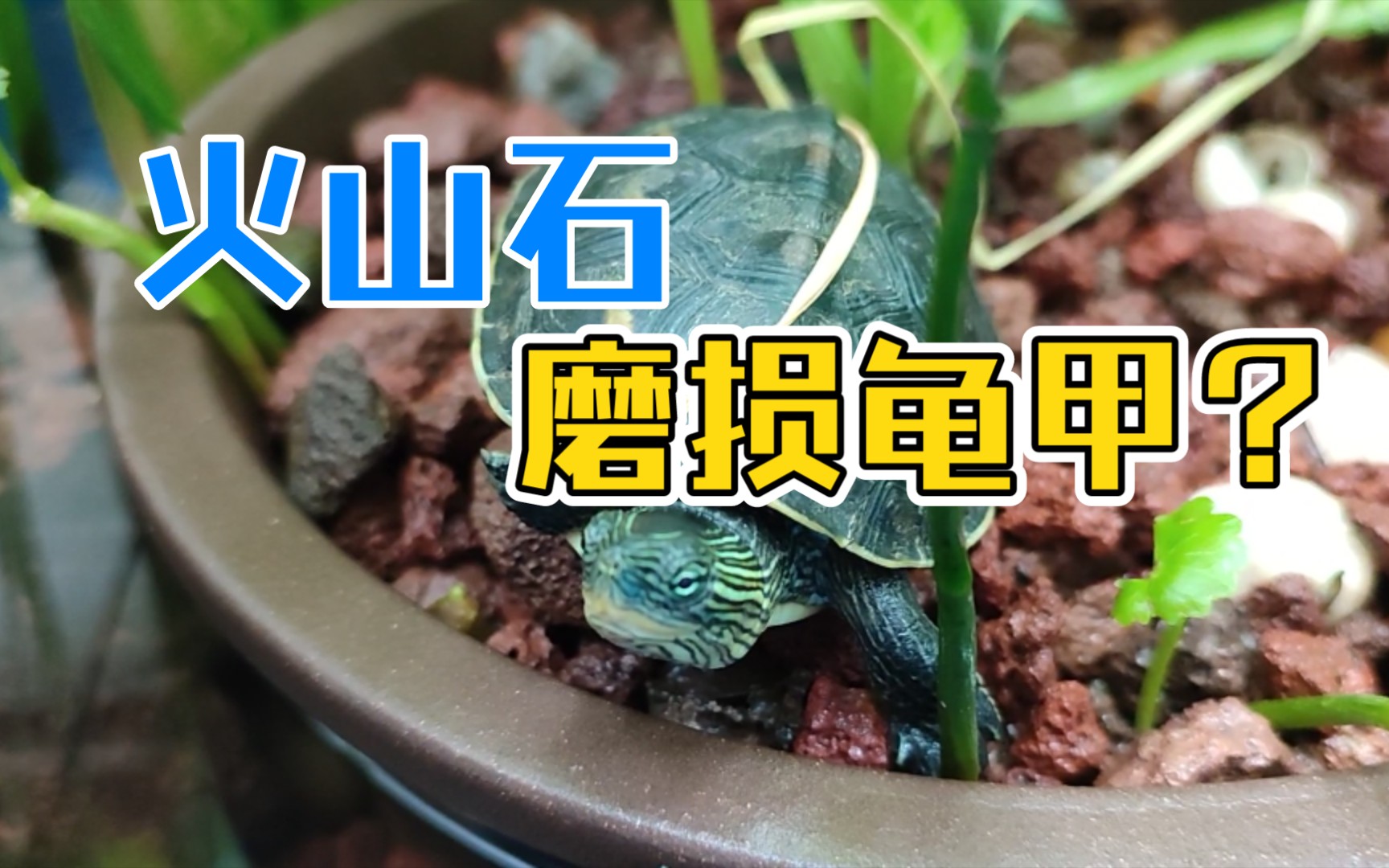 【乌龟】用火山石养龟,真容易磨损乌龟脚爪和龟甲?养龟up主捞出乌龟...