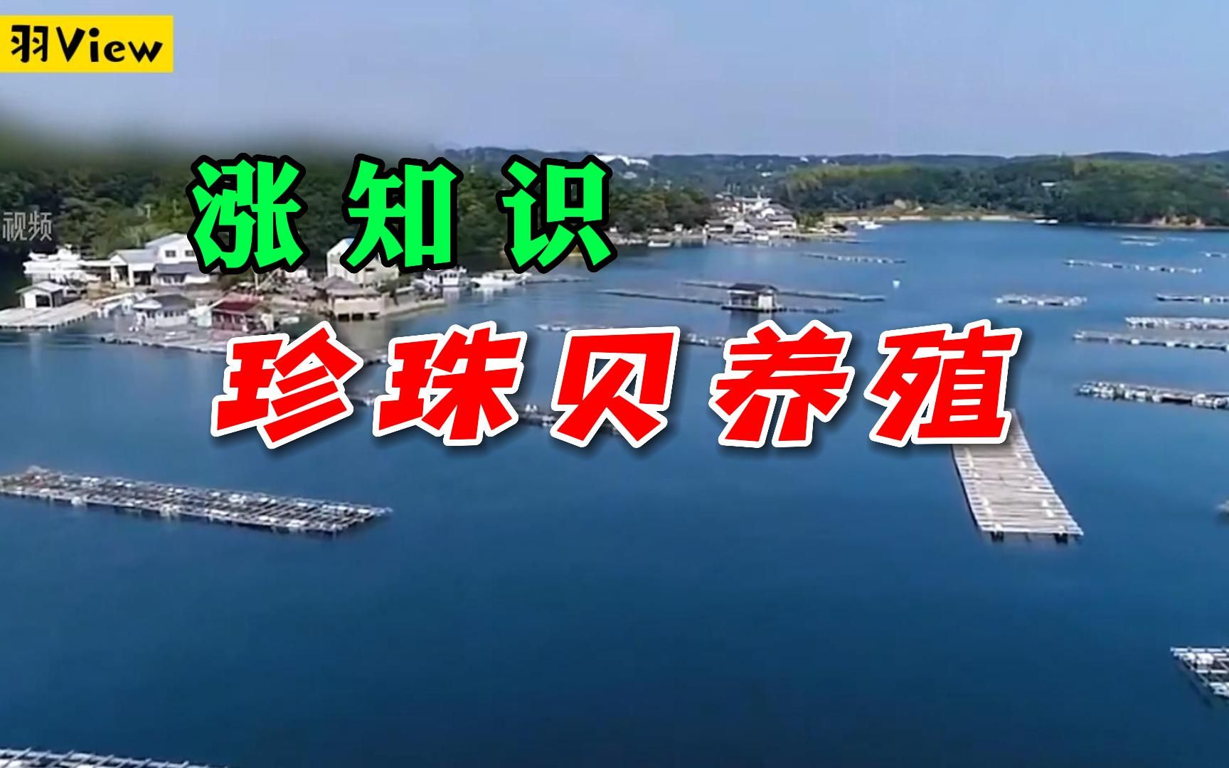 涨知识:现在珍珠没那么值钱了,真真假假,养殖产量也太大