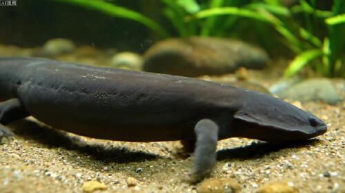 揭秘全球十大诡异动物真相!它们的存在让你怀疑自己的眼睛