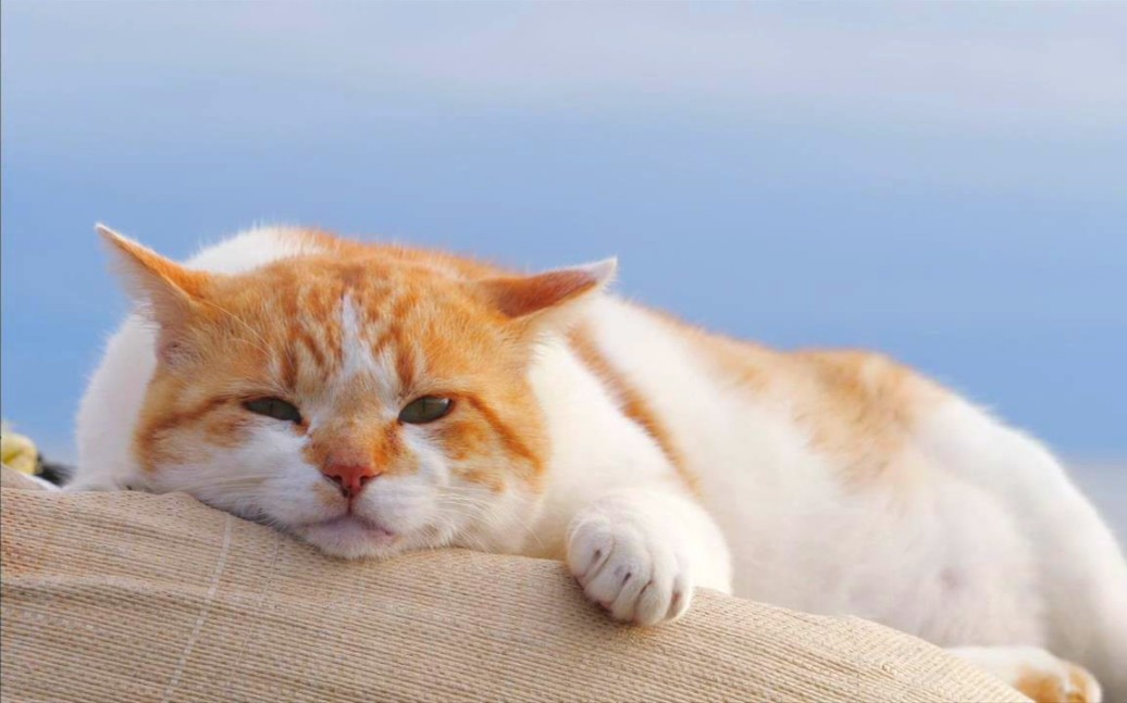 【纪录片】猫步走世界 2.日本镰仓篇【中日双语】