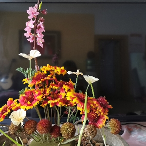 云南大花花 
