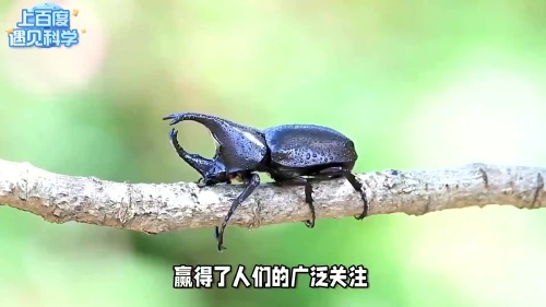 甲虫世界大揭秘:种类繁多超乎想象,坚硬外壳藏何秘密?