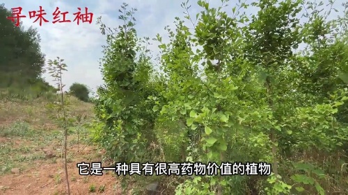 农村常见的银杏叶,生活中有哪些价值与用途?看看吧