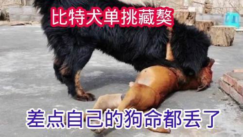 难道我是省钱天才比特犬单挑藏獒,当被秒杀!