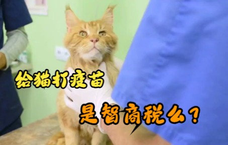 给猫打疫苗是智商税吗? 你家猫打疫苗了没 猫疫苗对猫的重要性