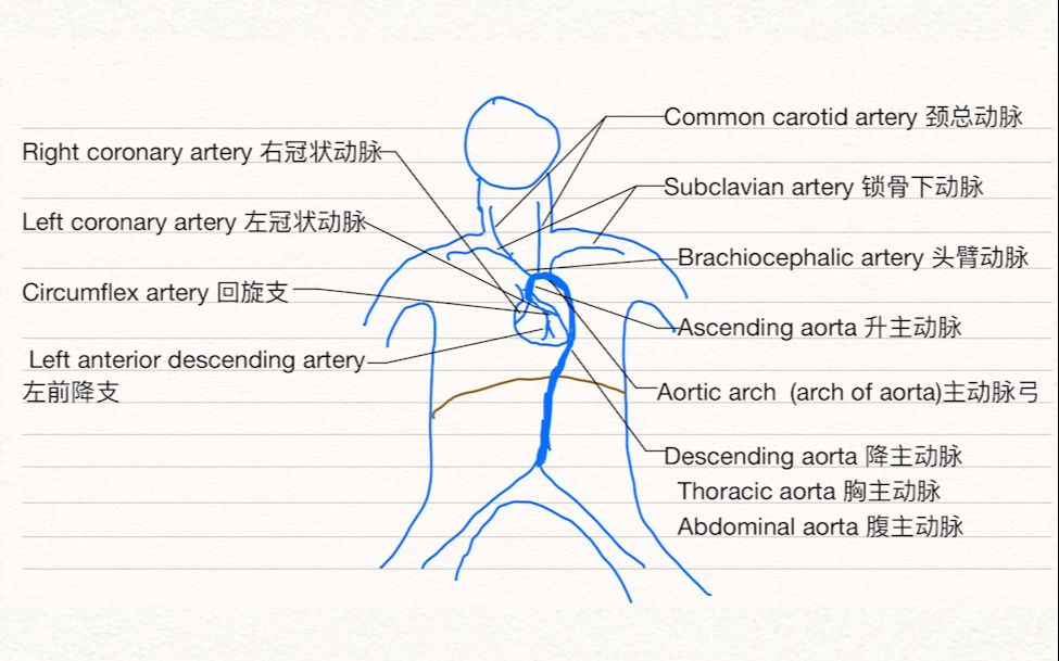 【医学英语】每天3分钟_关于动脉的单词