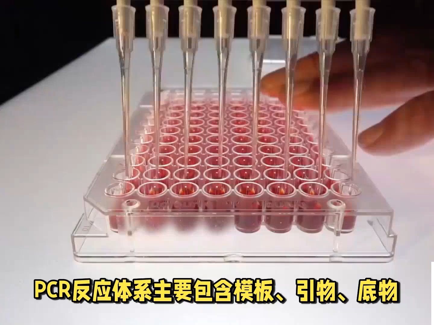 pcr反应体系包含哪些成分?