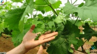 阳光玫瑰葡萄疏花技术操作示范
