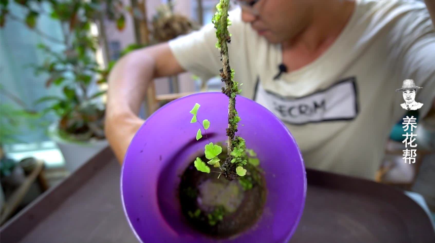 这种植物的种子小到看不见,繁殖全靠随风飘!
