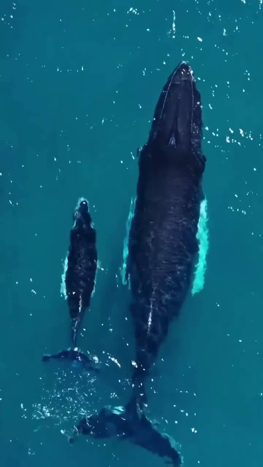 雌性座头鲸单独产崽后长途迁徙8000公里回南极洲