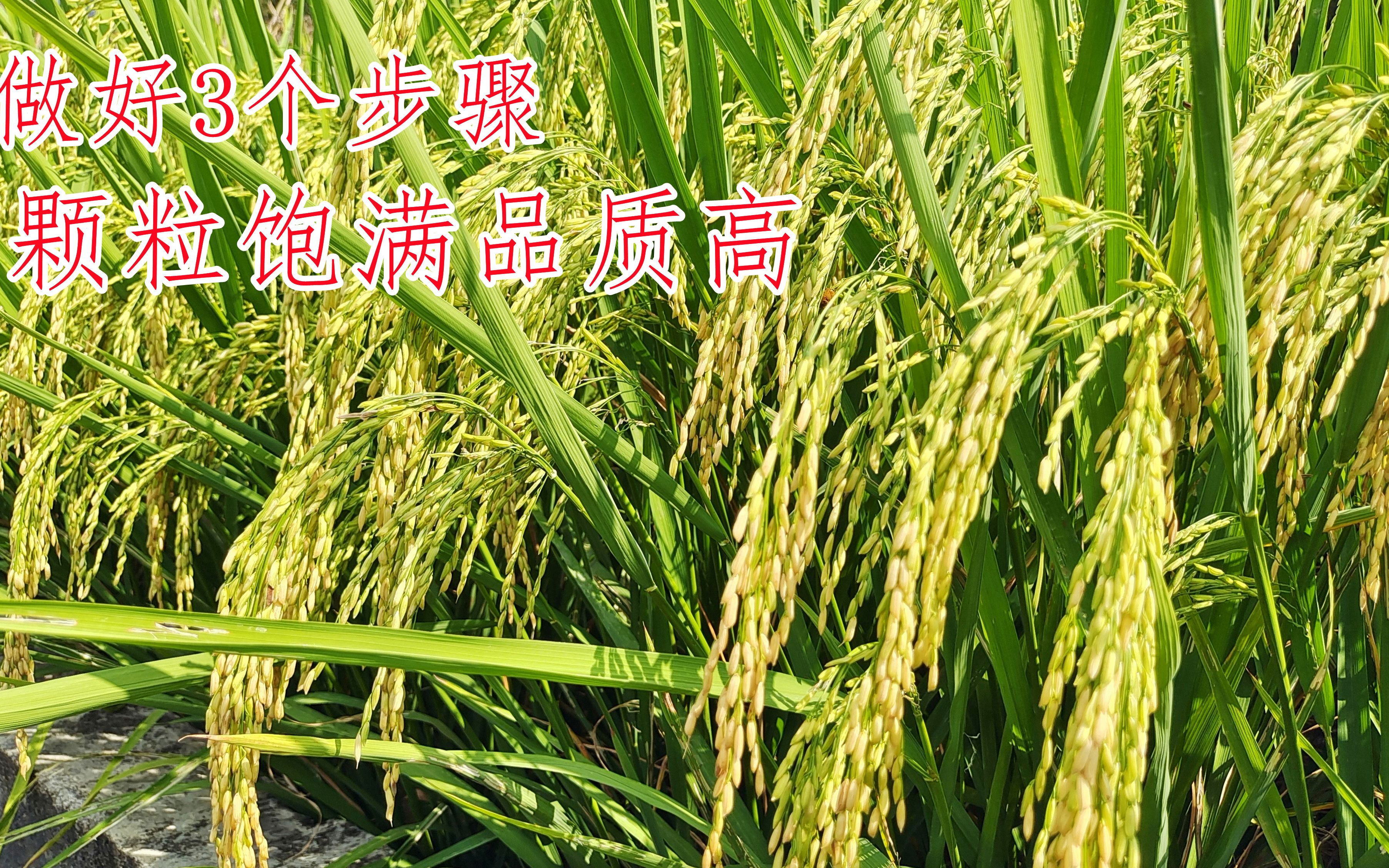 种植水稻高产有方法,这3大重要步骤别忽略,水稻后期高产米质好