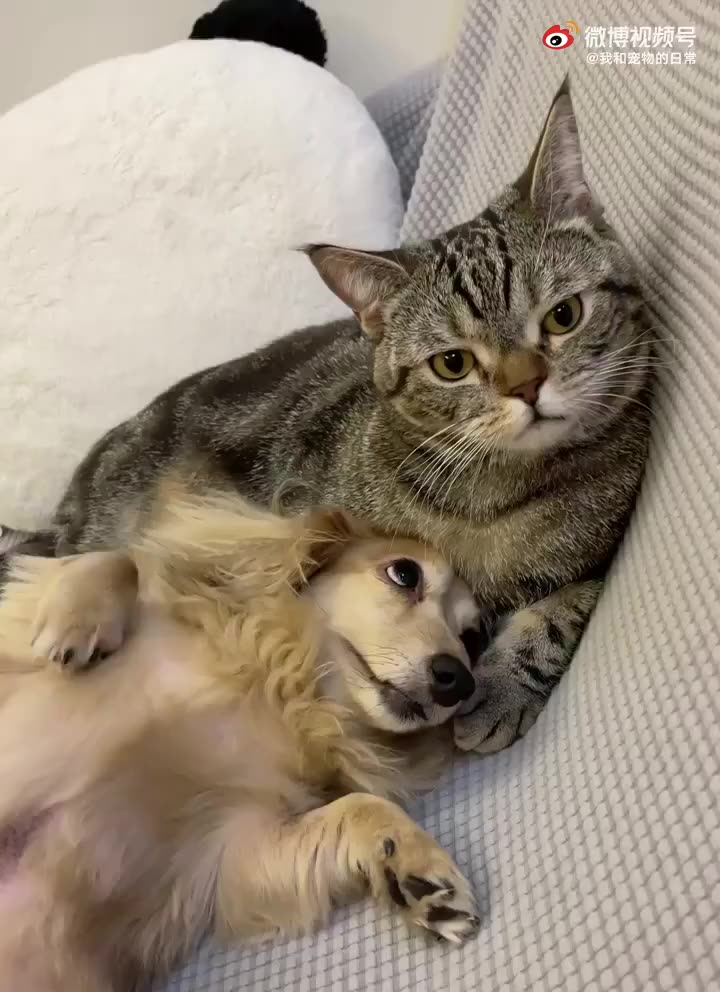 常常被问猫和狗养在一起不会打架吗