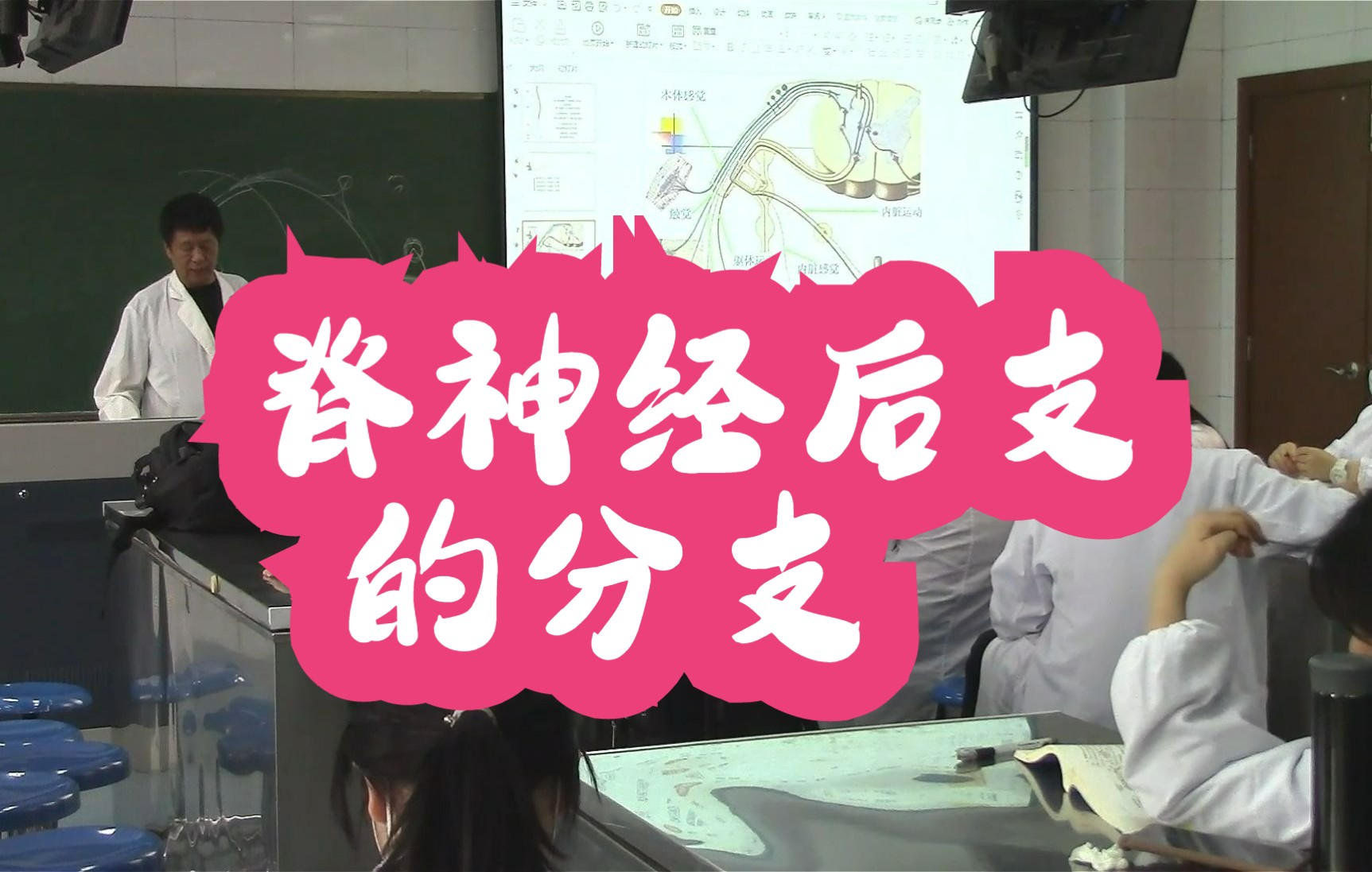 ...神经后支的分支 “厦大3” 后支不形成颈丛、臂丛、腰丛、骶丛,是管...