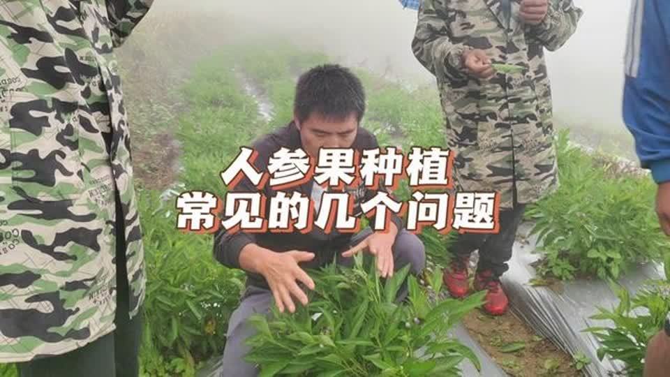 新农人计划2023 传播农业小知识 果树管理技术 人参果 又是风雨无阻...