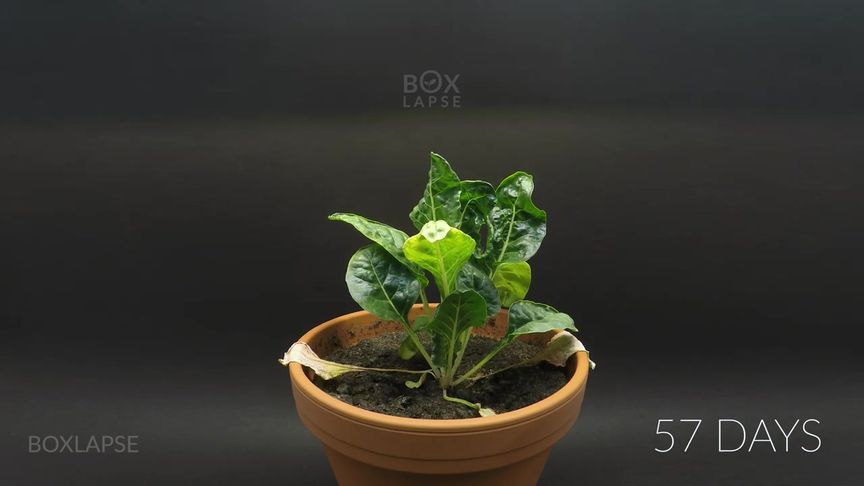 记录植物生长的每一天#植物生长过程 #植物百科 #万物生长