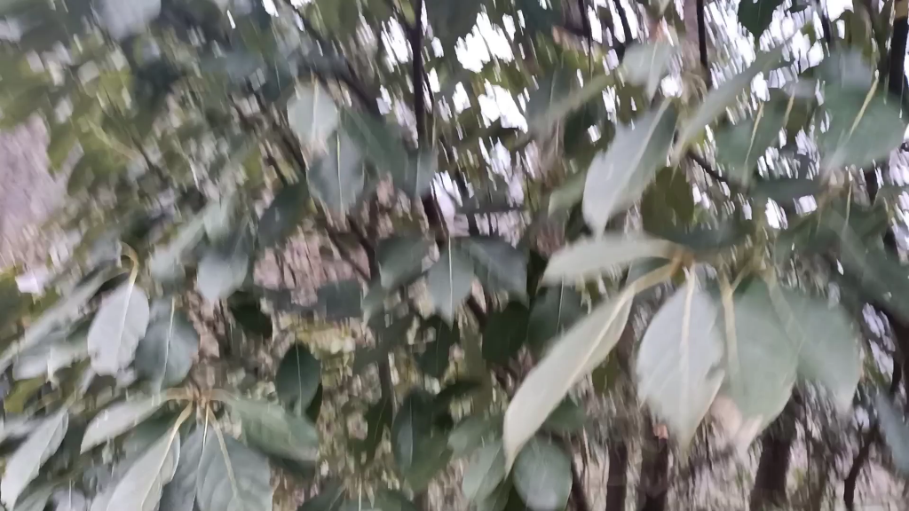 大山深处这种樟树不仅能够驱蚊,它的叶子还