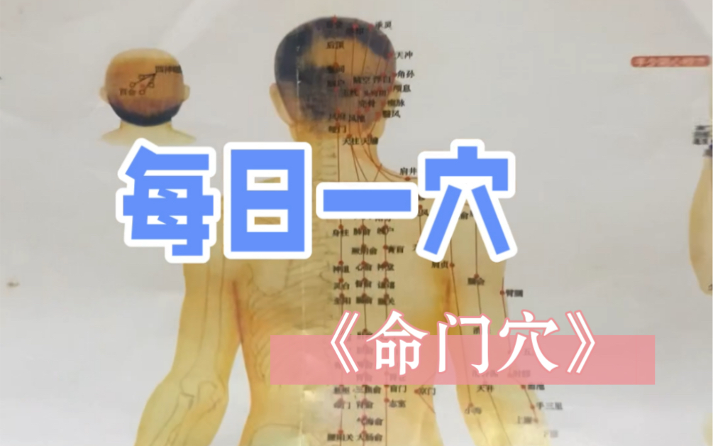 命门穴,人体长寿穴之一,提高免疫力,改善腰肌劳损,促成细胞DNA合成,...