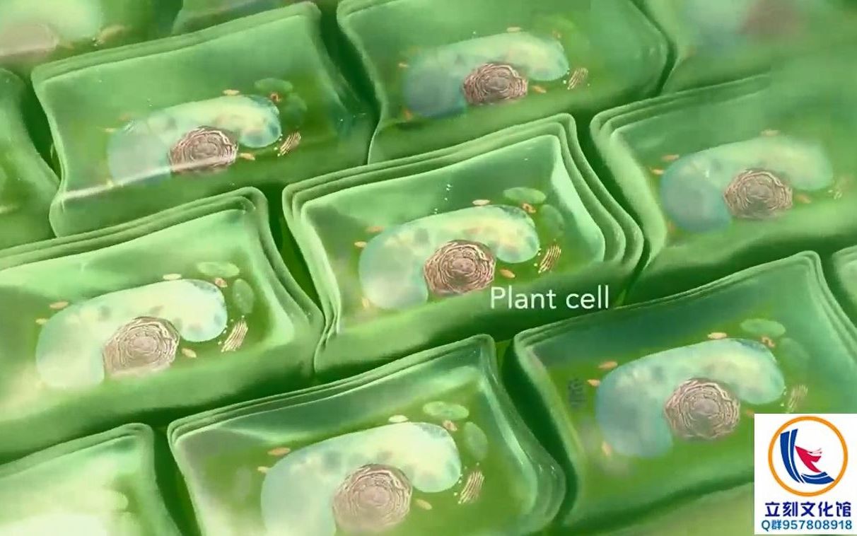 22.【3D微动画中文配音】7分钟掌握细胞的结构(向前的栗子生物课)