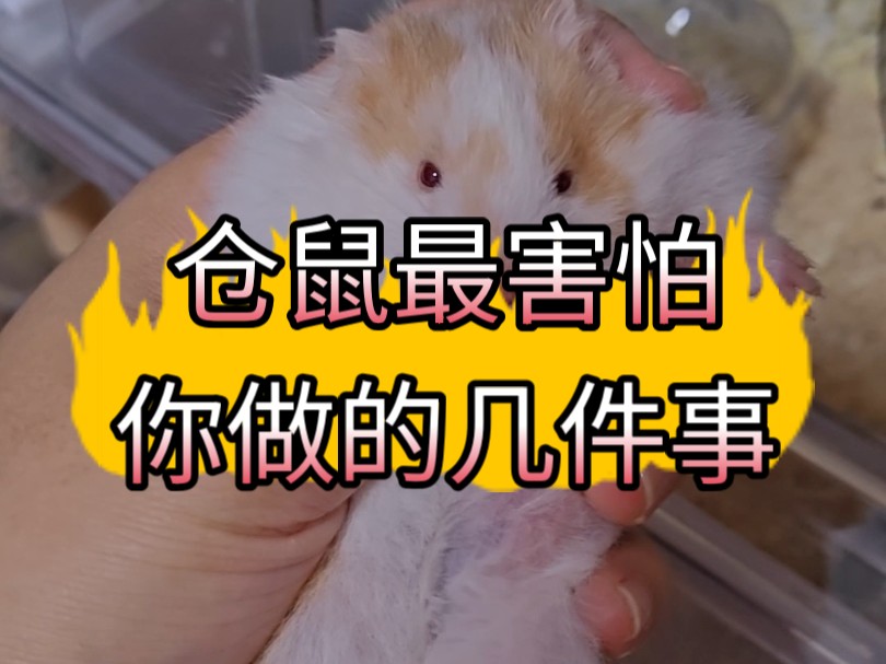 仓鼠最害怕你做的几件事