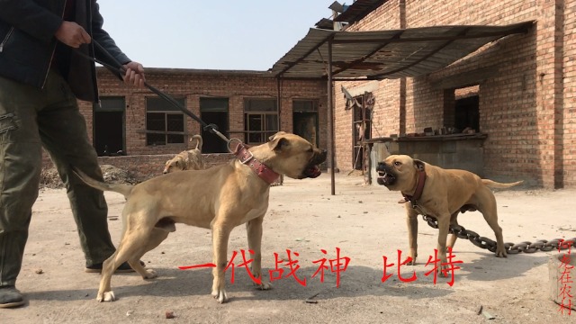 都说比特犬打架厉害,这回真的亲眼目睹了,一瞬间咬伤对方!