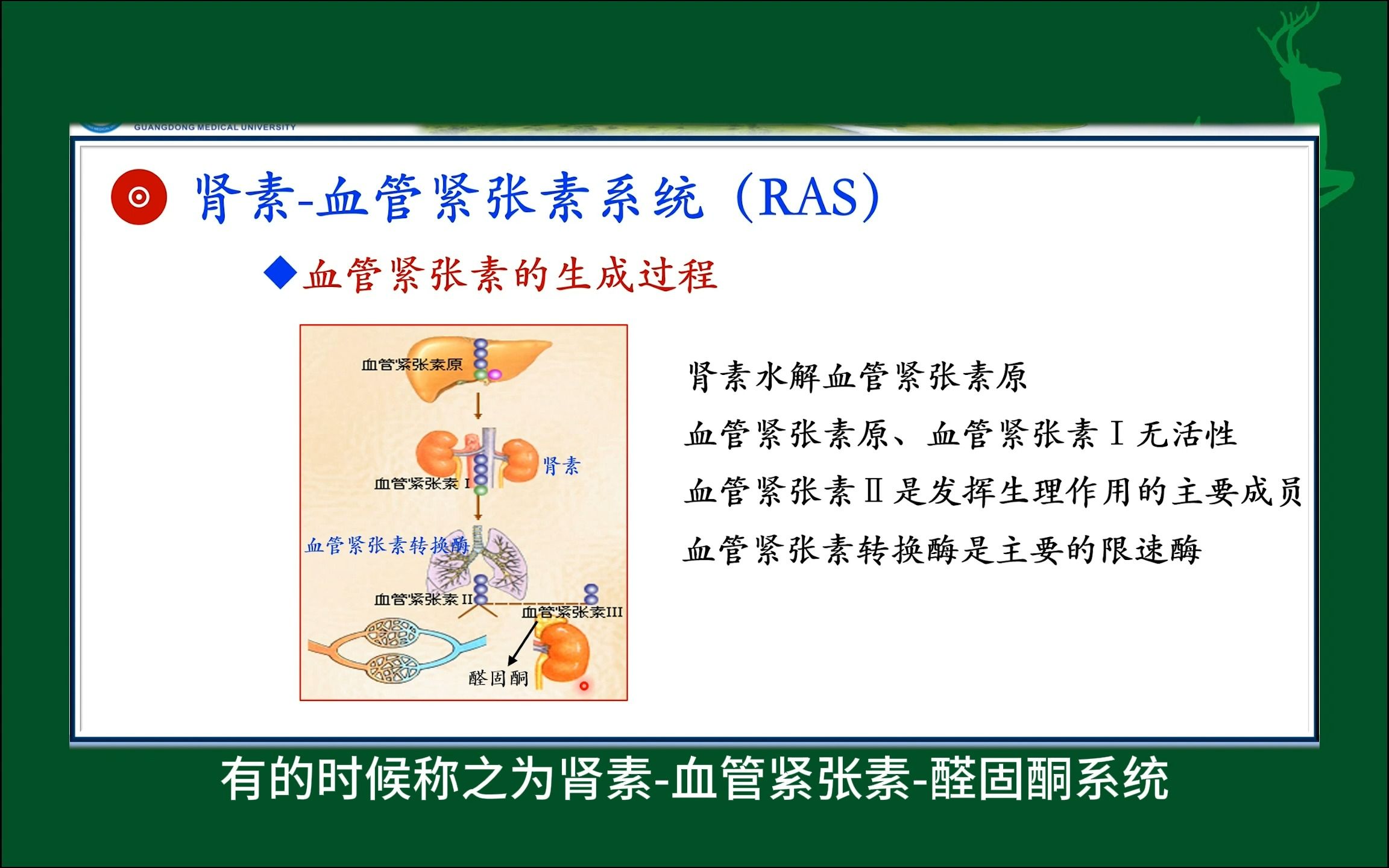 #肾素-血管紧张素系统#体液调节#人体生理学#医学科普#每天学习一...