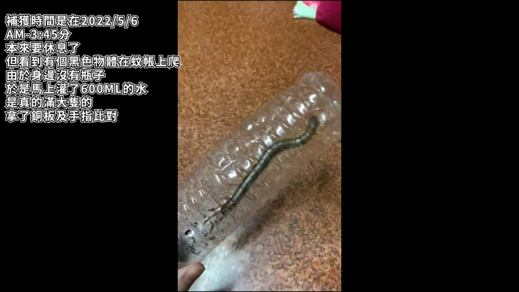 【轉載】【繁星】又有大隻蜈蚣啦!
