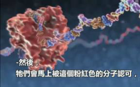 【中文字幕】趣味动画解释病毒如何在体内繁殖